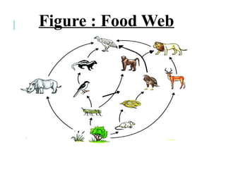 food chan and food web in ecosystem.pptx