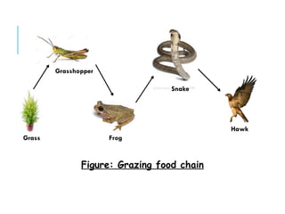 food chan and food web in ecosystem.pptx