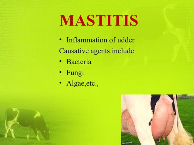 Mycotic mastitis | PPT | Medical Health