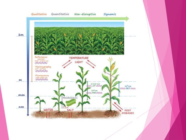 APPLICATION OF MATHS IN AGRICULTURE.pptx