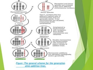 Intervarietal chromosomal substitution | PPTX