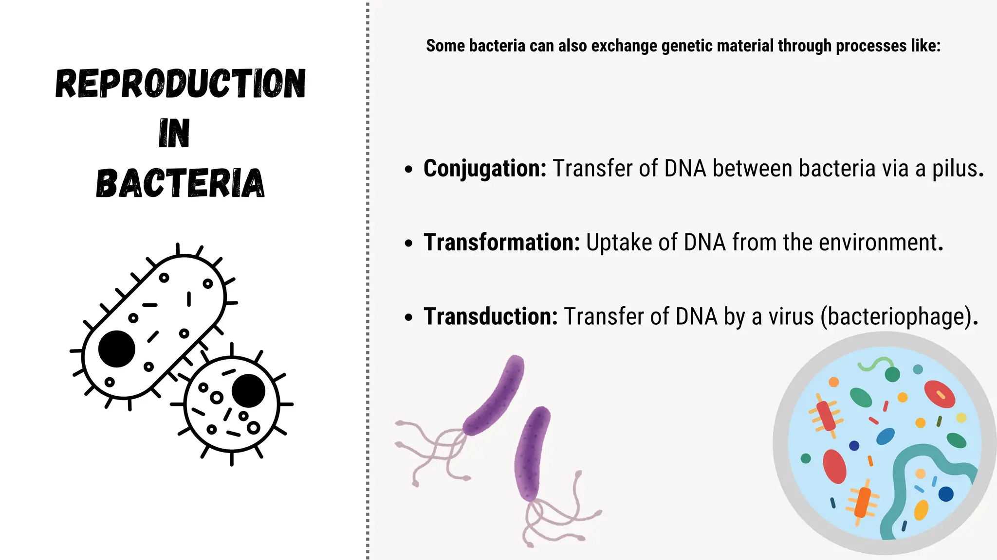 bacteria-- what is bacteria What is Bacteria | PDF