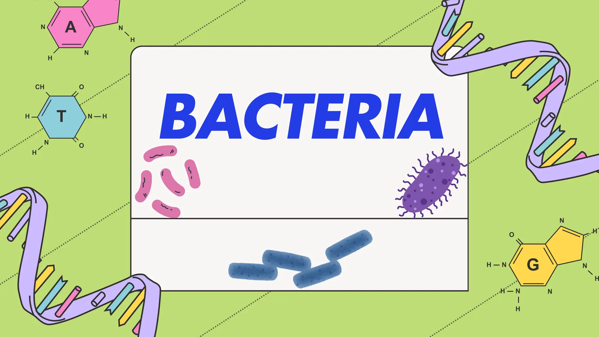 bacteria-- what is bacteria What is Bacteria | PPT