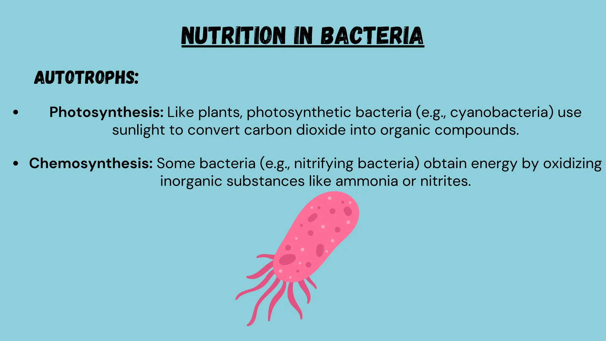 bacteria-- what is bacteria What is Bacteria | PDF