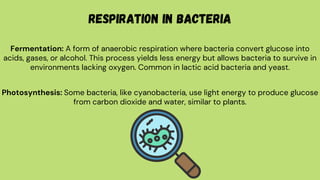 bacteria-- what is bacteria What is Bacteria | PDF