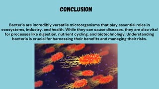 bacteria-- what is bacteria What is Bacteria | PPT