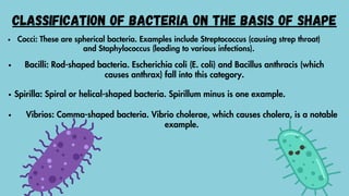 bacteria-- what is bacteria What is Bacteria | PDF