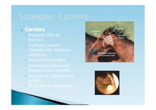 Kartik Verma (Strangles).pptx