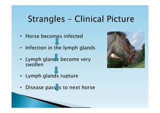 Kartik Verma (Strangles).pptx