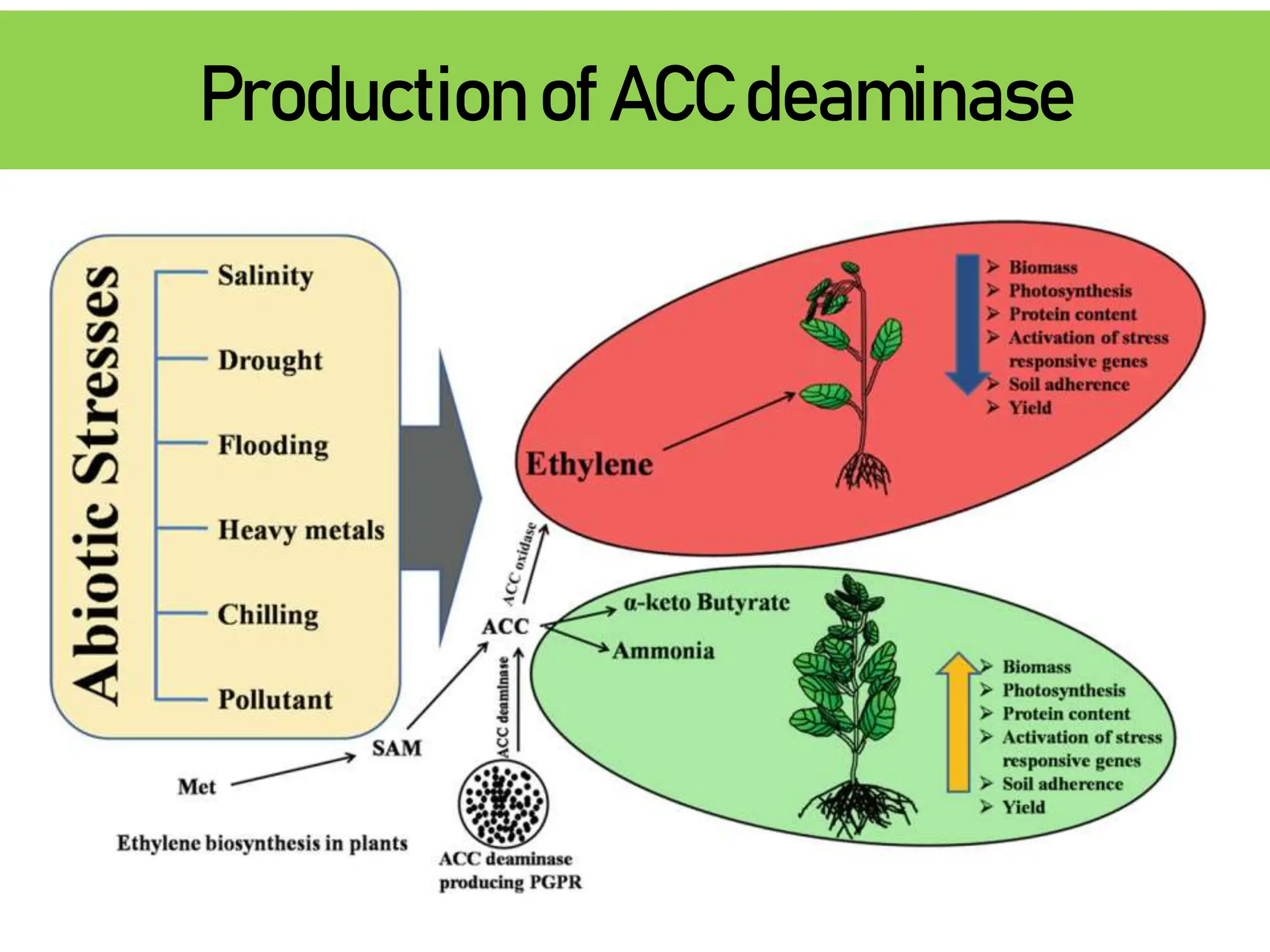 Microbes for abitoc stress management in agriculture | PPTX
