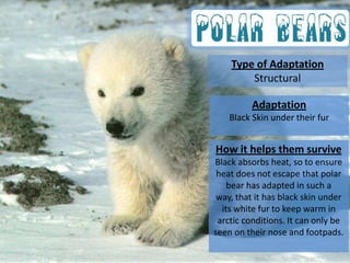 Karuna's presentation on adaptations! | PPT