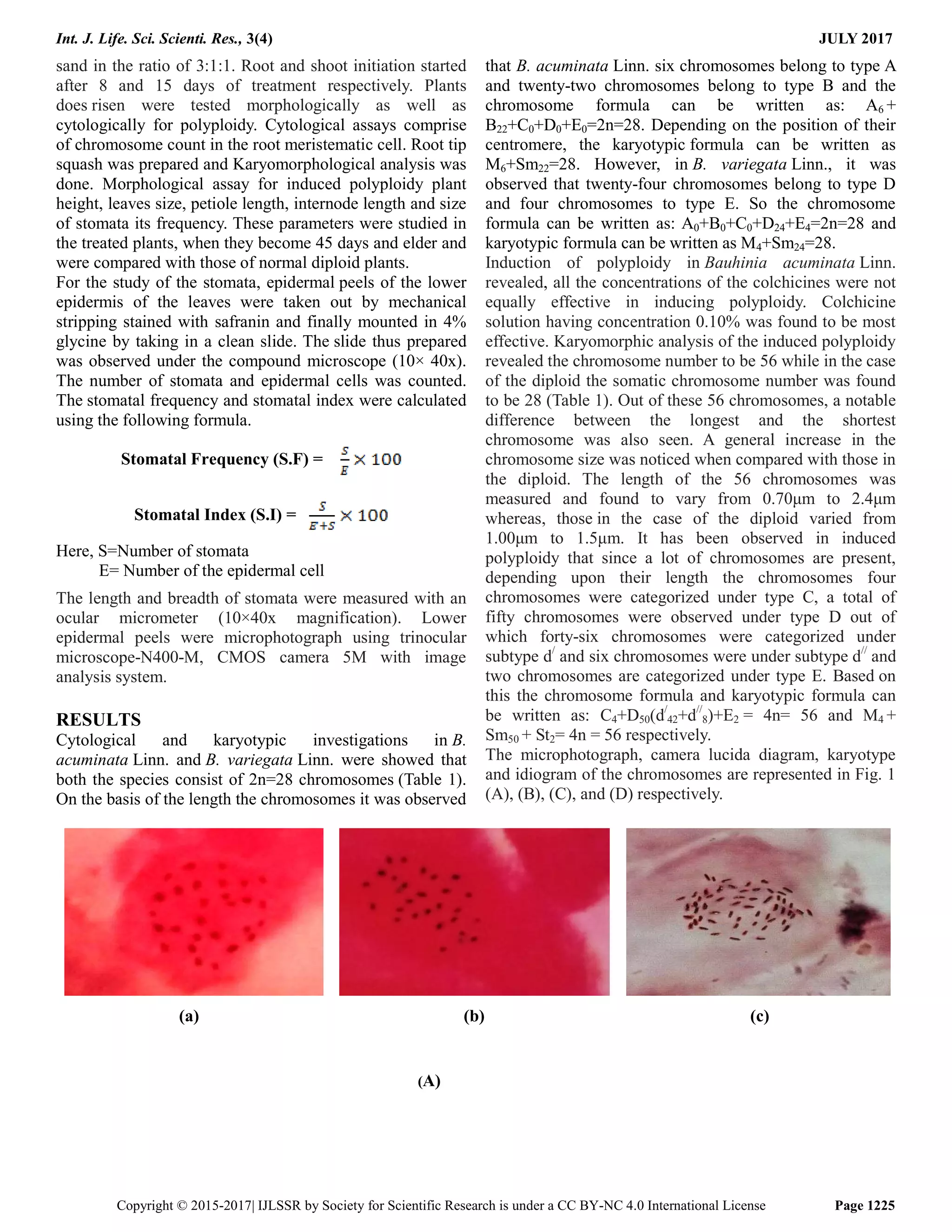 Karyomorphological studies in two species of bauhinia linn. and ...