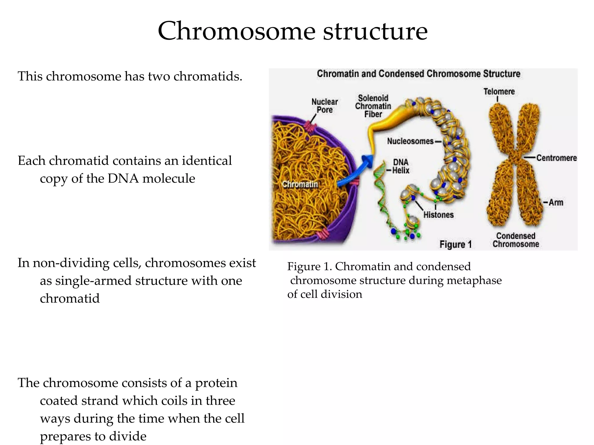 Karyotype | PPT