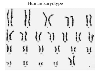 Karyotype | PPT