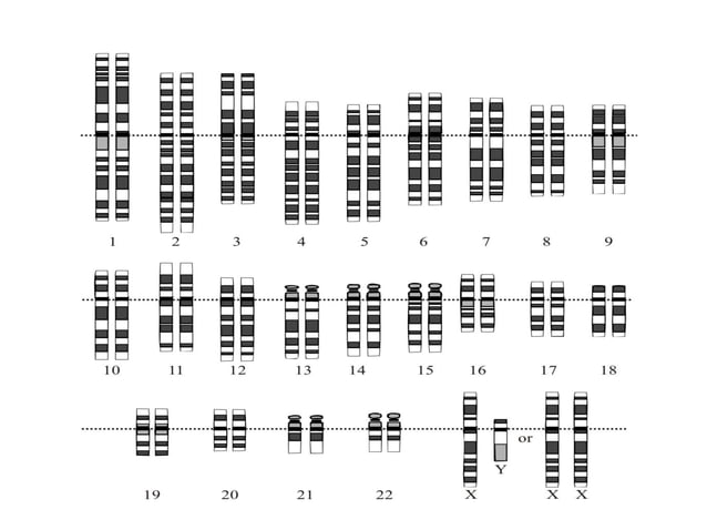 Karyotype | PPT | Genetics | Science