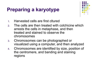 karyotype.ppt