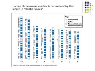 karyotype.ppt