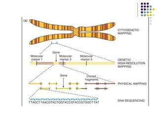 karyotype.ppt
