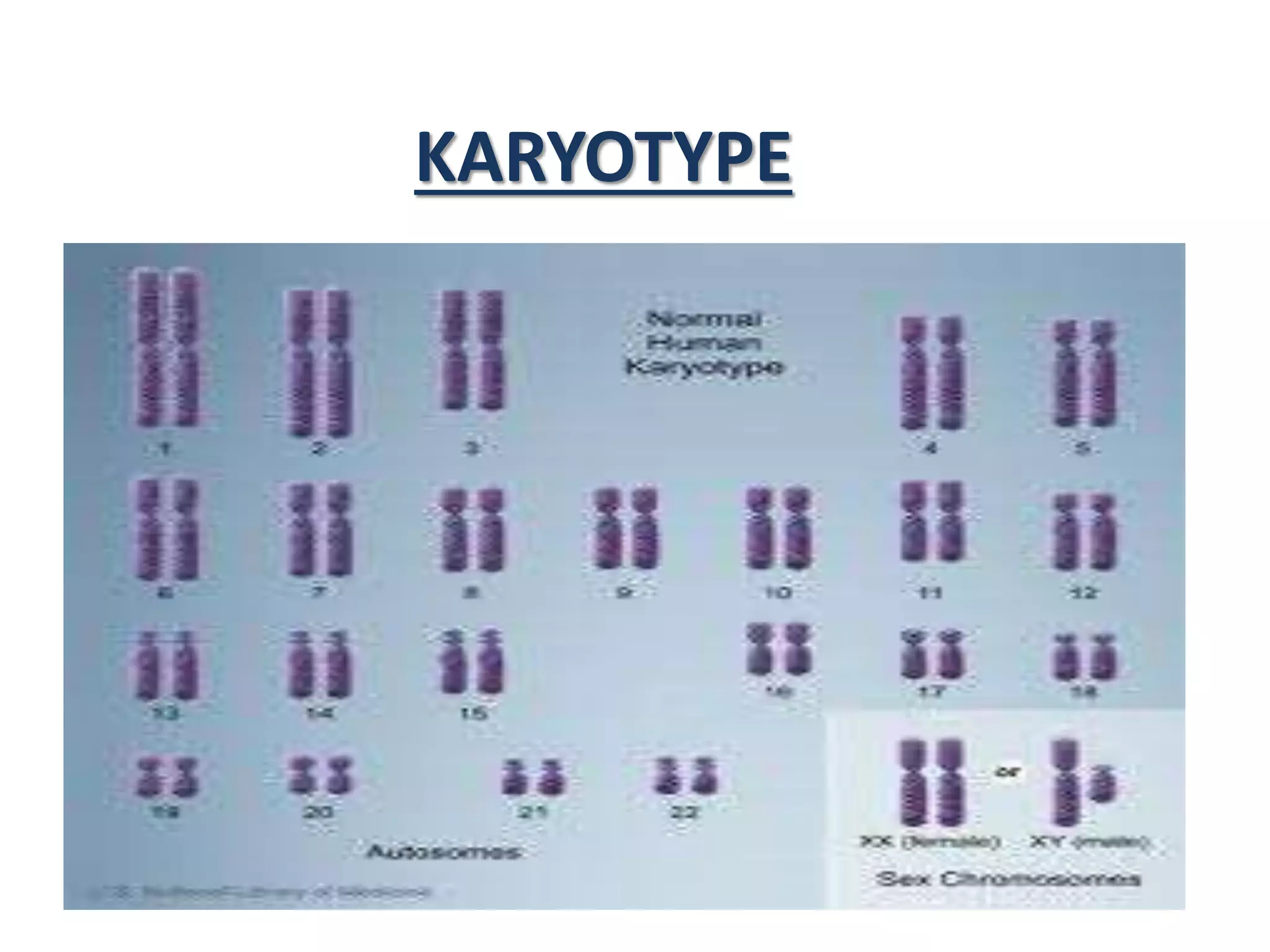 karyotype.pptx