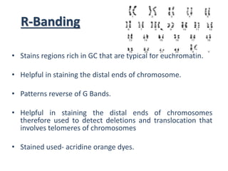 karyotype.pptx