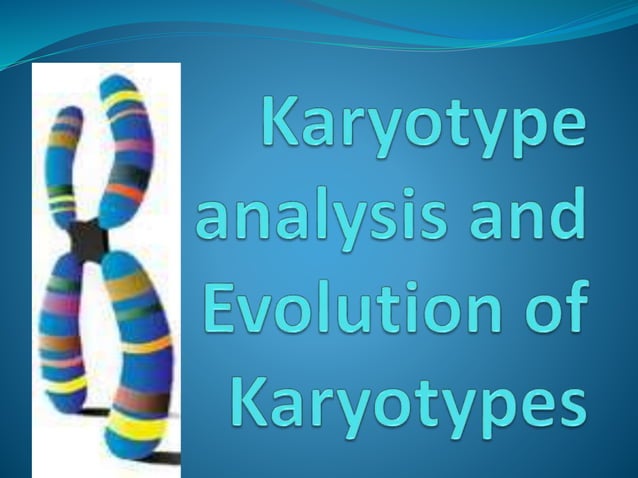 Karyotype analysis and evolution by Mannat | PPTX
