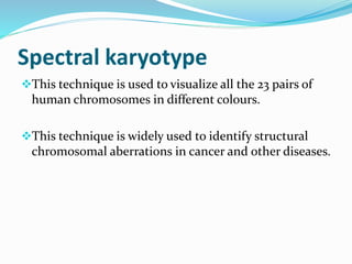 Karyotype analysis and evolution by Mannat | PPTX