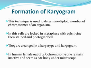 Karyotype analysis and evolution by Mannat | PPTX