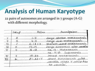 Karyotype analysis and evolution by Mannat | PPTX