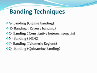 Karyotype analysis and evolution by Mannat | PPTX