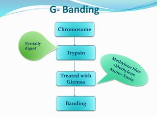 Karyotype analysis and evolution by Mannat | PPTX