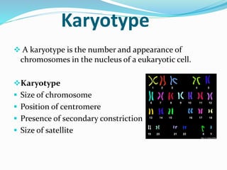 Karyotype analysis and evolution by Mannat | PPTX