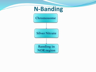 Karyotype analysis and evolution by Mannat | PPTX