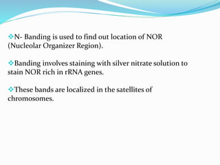 Karyotype analysis and evolution by Mannat | PPTX