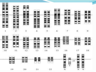 Karyotype analysis and evolution by Mannat | PPTX