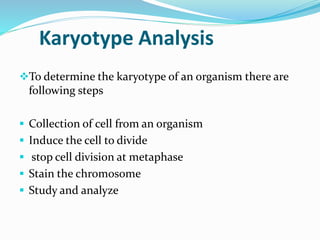 Karyotype analysis and evolution by Mannat | PPTX