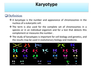 Karyotype analysis and it's evolution | PPTX