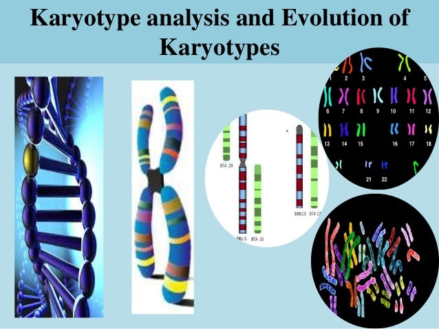 Karyotype analysis and it's evolution