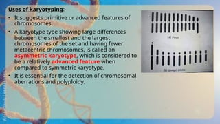 Introduction to techniques for karyotyping | PPTX