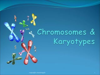 Karyotype lab ppt.ppt