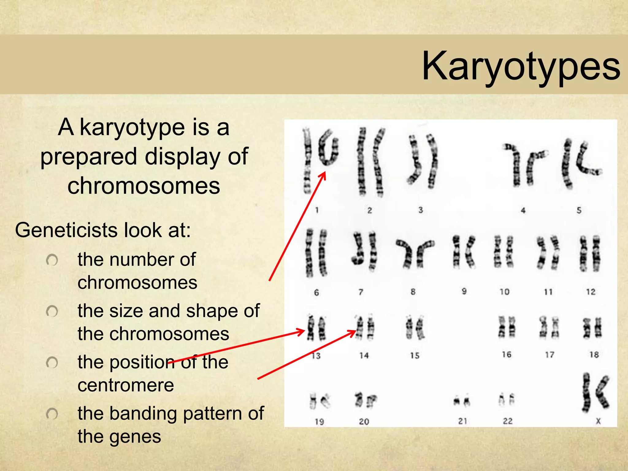 Karyotype notes | PPT