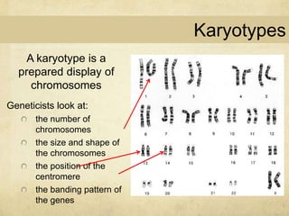 Karyotype notes | PPTX