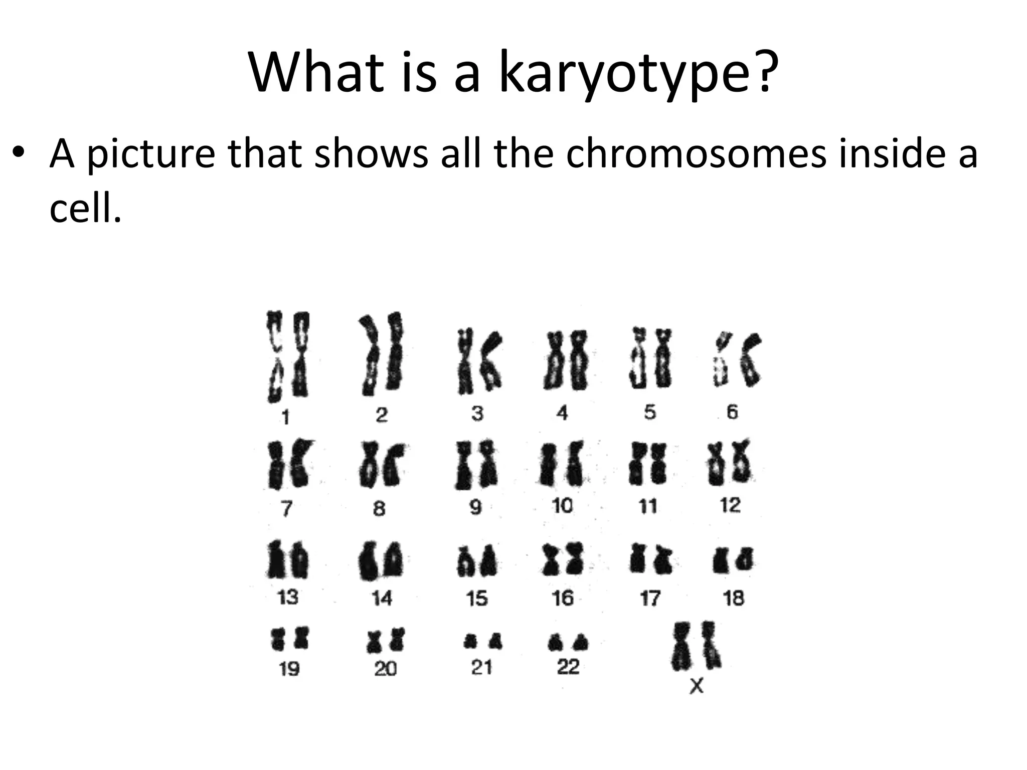 Karyotypes | PPTX