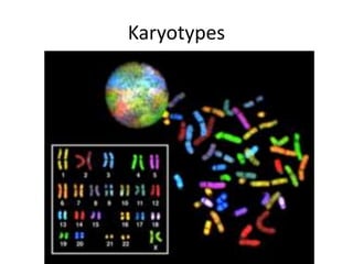 Karyotypes | PPT