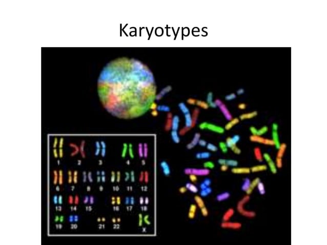Karyotypes | PPT