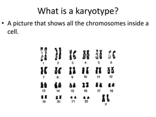 Karyotypes | PPT