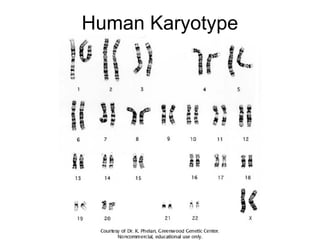 Karyotypes and Chromo Disorders notes.ppt