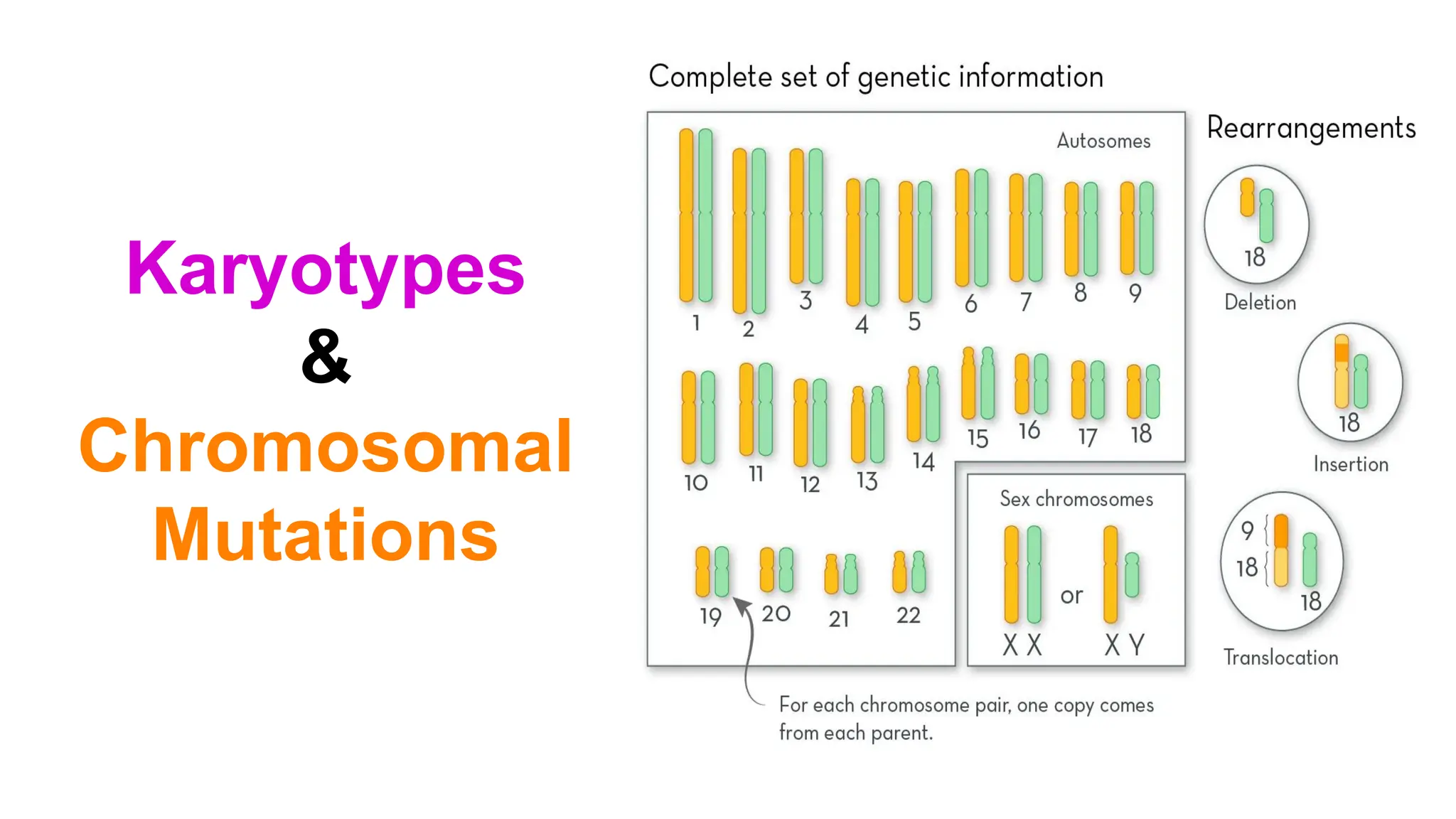 Karyotypes & Chromosomal Mutations Notes.pdf