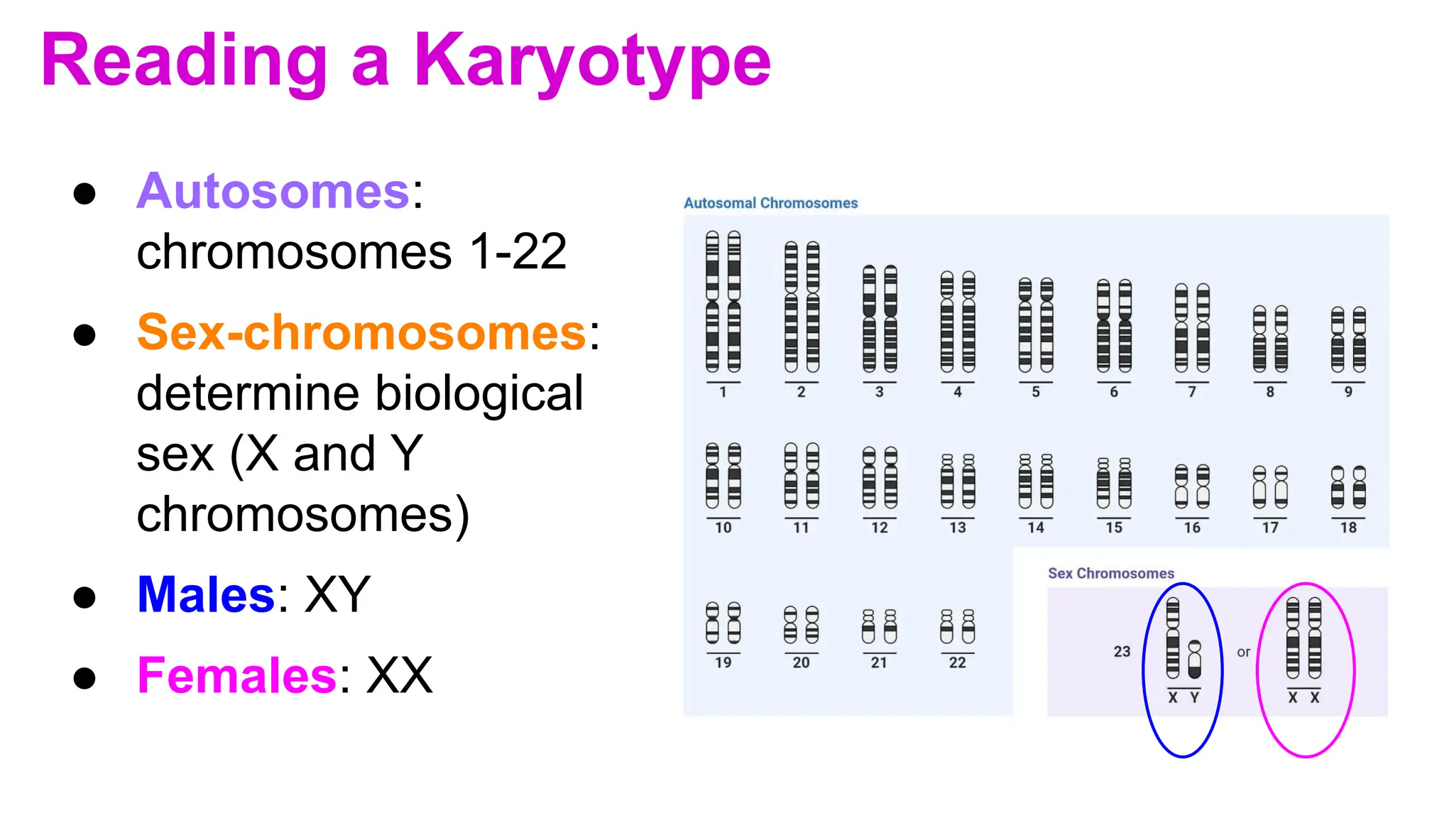 Karyotypes & Chromosomal Mutations Notes.pdf