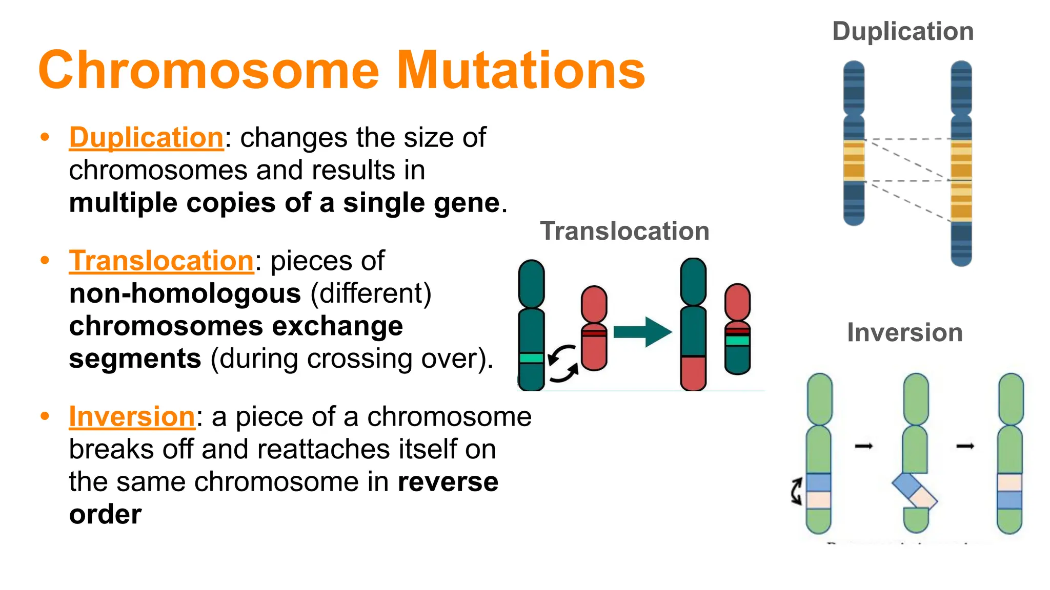 Karyotypes & Chromosomal Mutations Notes.pdf