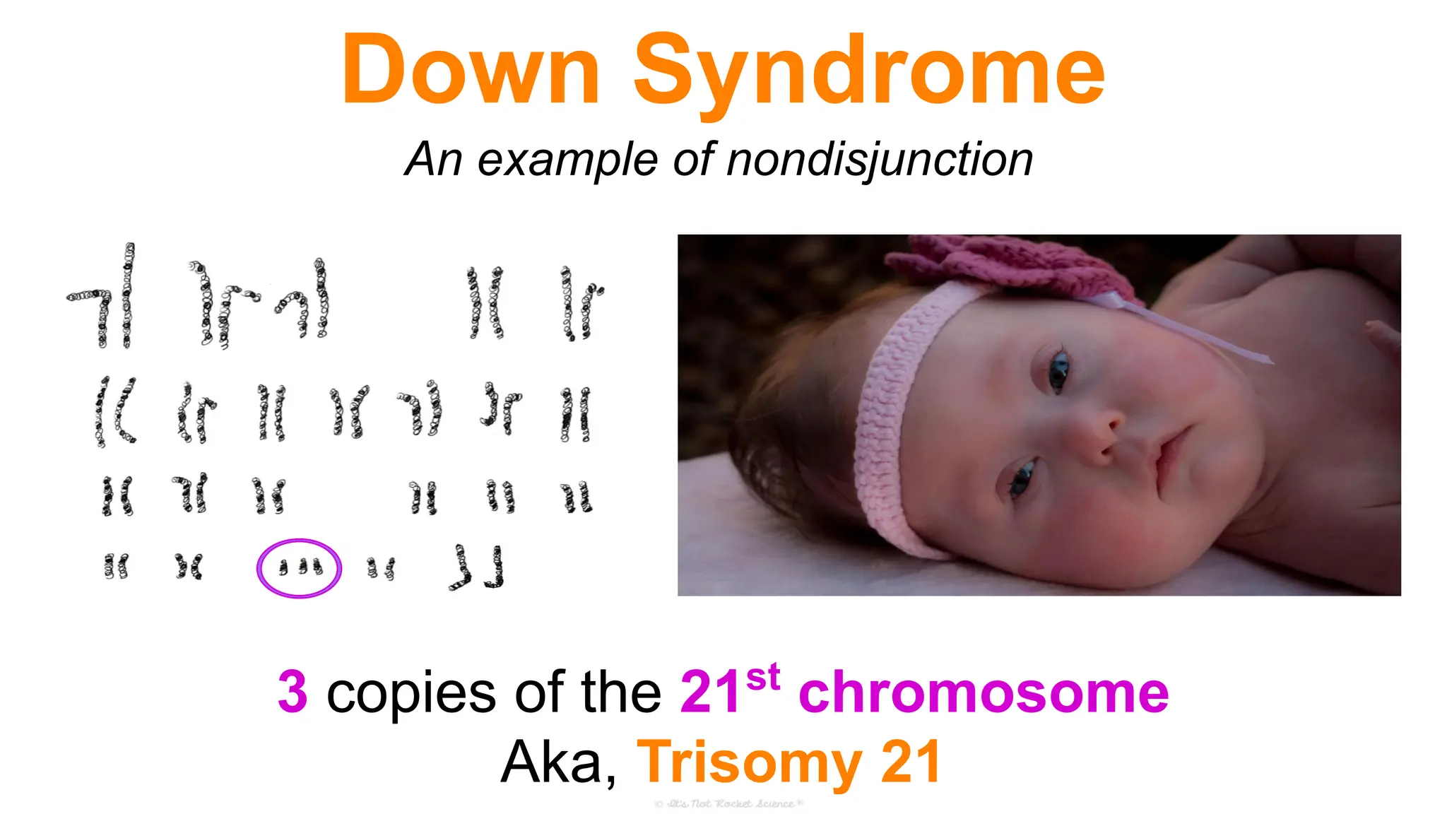 Karyotypes & Chromosomal Mutations Notes.pdf